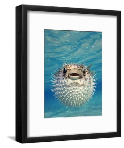 Close-up of a Puffer Fish, Bahamas Photographic Print by | Art.com