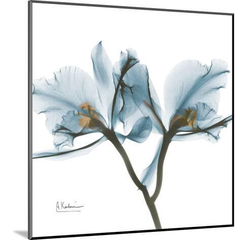 Orchid Blue Art Print by Albert Koetsier | Art.com