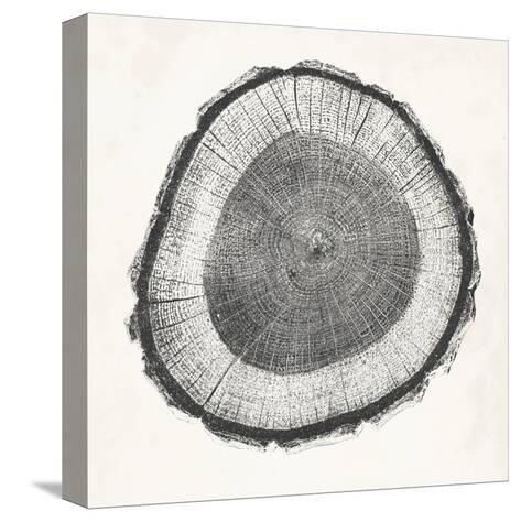 Tree Ring II Art Print by Vision Studio | Art.com