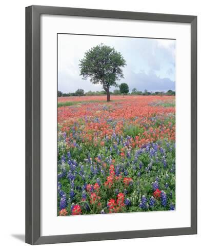Field of Red and Blue Flowers Photographic Print by Jim Zuckerman | Art.com