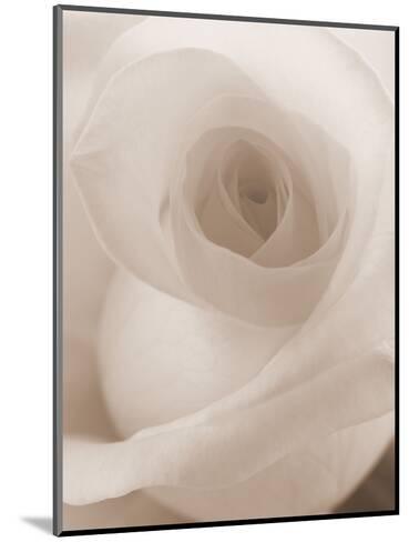 Blooming White Rose Photographic Print by | Art.com