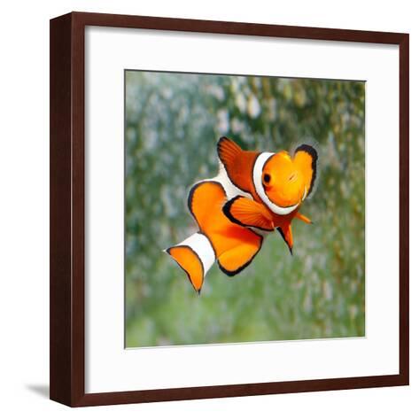 Tropical Reef Fish - Clownfish (Amphiprion Ocellaris) Macro With ...