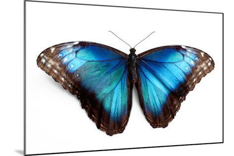 Butterfly Morpho Rhetenor Cacica Isolated Over White Background ...
