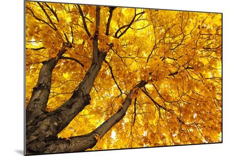 Under Big Autumn Tree Photographic Print by Kashak | Art.com