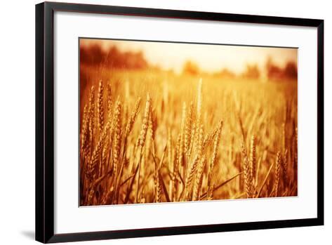 Golden Ripe Wheat Field, Sunny Day Photographic Print by Anna ...