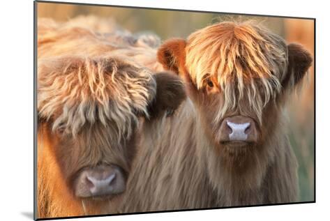 Highland Cattle Photographic Print by | Art.com