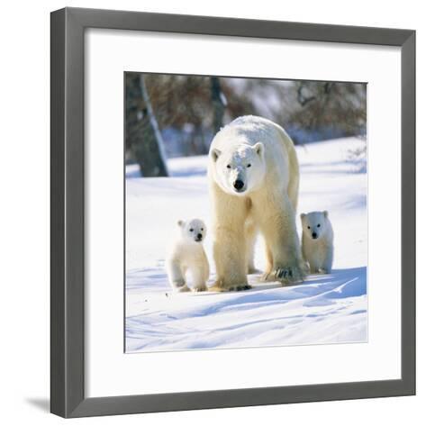 Polar Bear with Two Cubs Photographic Print by | Art.com