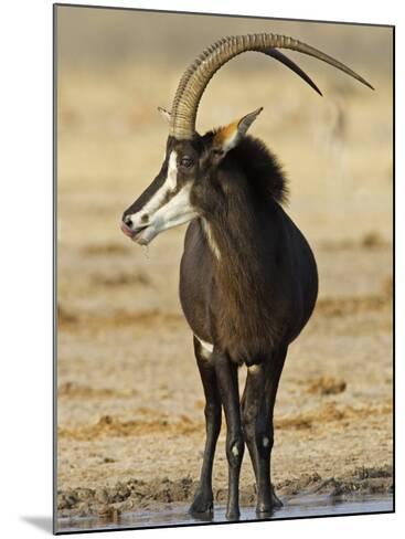 Sable Antelope, Male at Drinking Hole, Namibia Photographic Print by ...