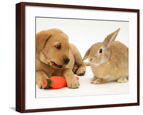 Yellow Labrador Retriever Puppy with Squeaky Toy-Carrot and Young Sandy ...