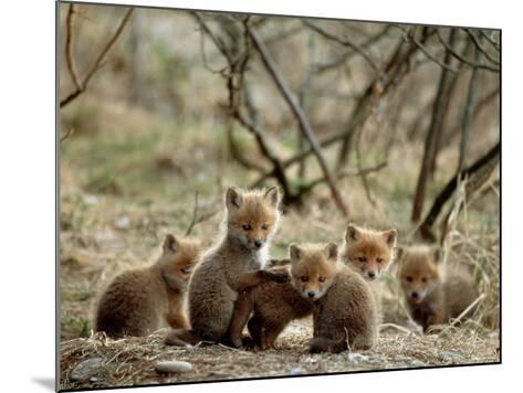 Fox Cubs Photographic Print by | Art.com