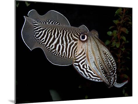 National Zoological Park: Common Cuttlefish Photographic Print by | Art.com