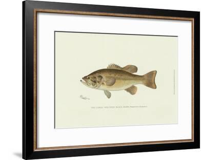 Large-Mouthed Black Bass Art Print by Denton | Art.com