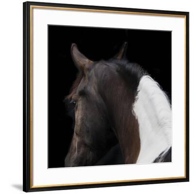 Piebald Stretched Canvas Print by Ray Hartl | Art.com