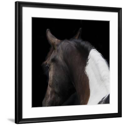Piebald Stretched Canvas Print by Ray Hartl | Art.com