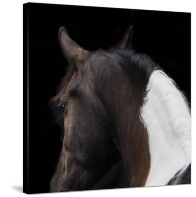 'Piebald' Stretched Canvas Print - Ray Hartl | Art.com