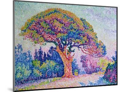 The Pine Tree at St. Tropez, 1909 Giclee Print by Paul Signac | Art.com
