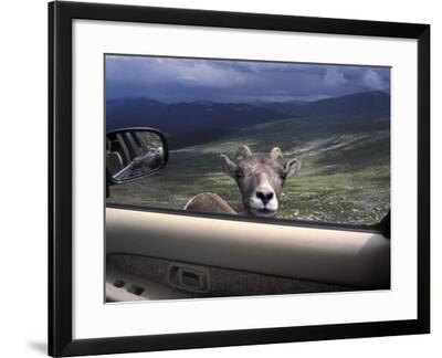 Big Horn Sheep Looking Through Car Window, Mt. Evans, Colorado, USA ...