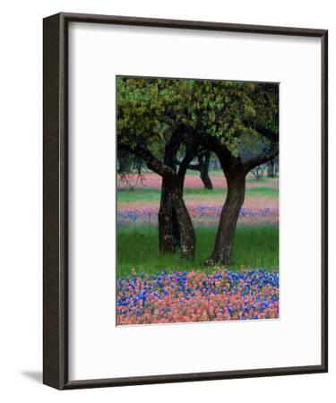 Texas Wildflowers and Dancing Trees, Hill Country, Texas, USA ...