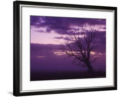 Tree, Alexandra, Central Otago, South Island, New Zealand, Pacific ...