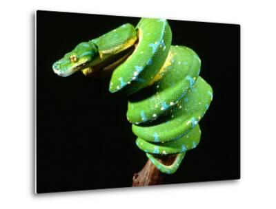 Green Tree Python, Native to New Guinea Photographic Print by David ...