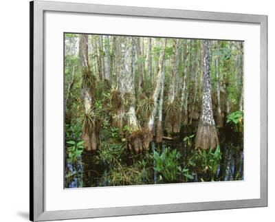 Cypress Swamp, Corkscrew Audubon Sanctuary, Naples, Florida, USA ...