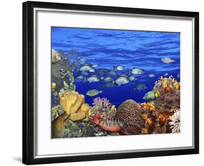 School of Fish Swimming Near a Reef Photographic Print by | Art.com