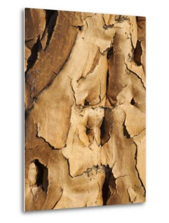 Quiver Tree Bark, Quiver Tree Forest, Keetmanshoop, Namibia, Africa ...
