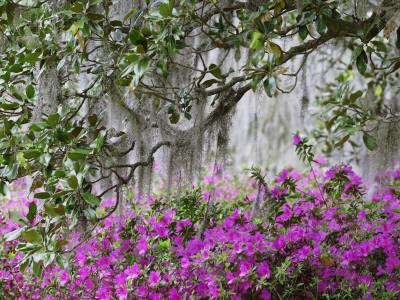'Azaleas and Live Oak Trees Draped in Spanish Moss, Middleton Place ...
