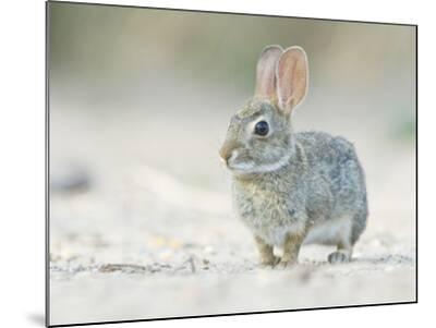 Desert Cottontail Rabbit, Rio Grande Valley, Texas, USA Photographic ...