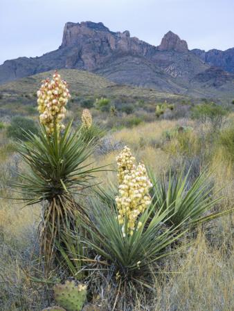 'Spanish Dagger in Blossom Below Crown Mountain, Chihuahuan Desert, Big ...