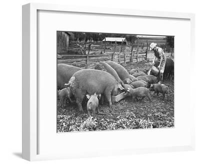 Kansas Farm Boy Dan Gardner Feeding a Mixture of His and His Father's ...