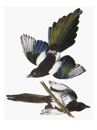 Audubon: Magpie Giclee Print - John James Audubon | Art.com