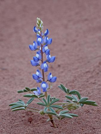 'Dwarf Lupine (Small Lupine) (Rusty Lupine) (Lupinus Pusillus), Canyon ...