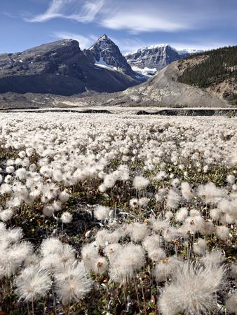 'Field of Yellow Dryad (Yellow Mountain-Avens) (Dryas Drummondii ...