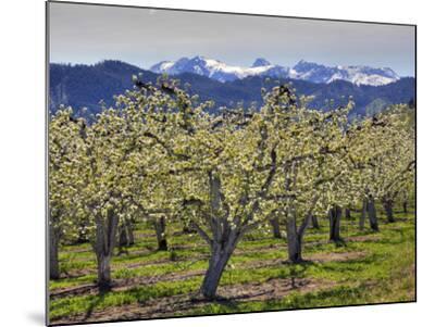 Apple Orchard in Bloom, Dryden, Chelan County, Washington, Usa ...