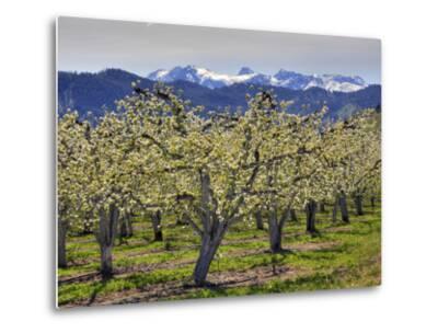 Apple Orchard in Bloom, Dryden, Chelan County, Washington, Usa ...
