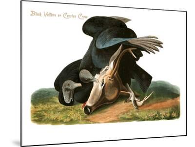 Black Vulture or Carrion Crow Art Print by John James Audubon | Art.com