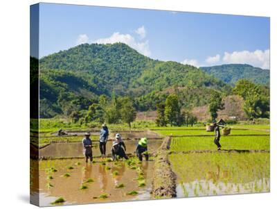 Lahu Tribe People Planting Rice in Rice Paddy Fields, Chiang Rai ...
