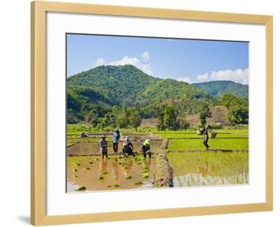 Lahu Tribe People Planting Rice in Rice Paddy Fields, Chiang Rai ...