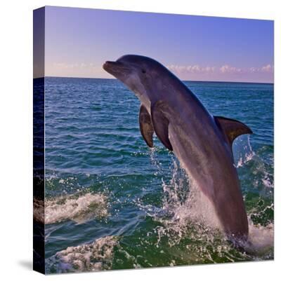 Dolphin Leaping from Sea, Roatan Island, Honduras Photographic Print by ...