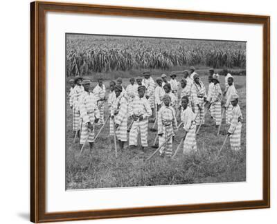 Juvenile Southern Chain Gang Convicts at Work in the Fields, Ca. 1903 ...