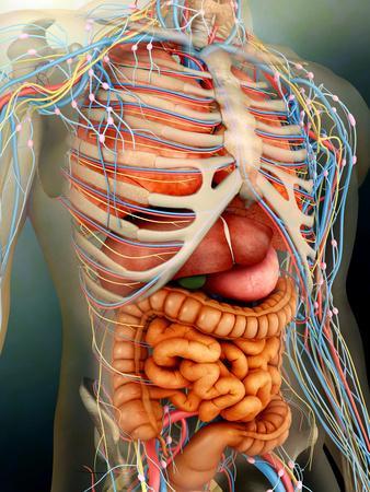 'Perspective View of Human Body, Whole Organs And Bones' Photographic ...