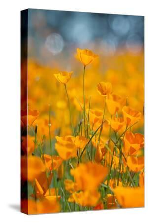 Riverside Poppies Photographic Print by Vincent James | Art.com