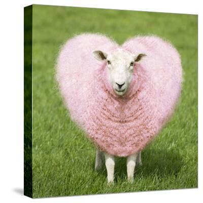 Sheep Ewe Pink Heart Shaped Wool Photographic Print by | Art.com