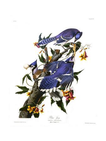 Blue Jay Giclee Print - John James Audubon | Art.com