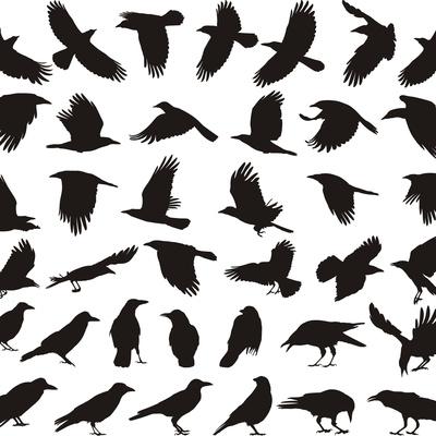 'Bird Carrion Crow' Art Print - Gepard | Art.com