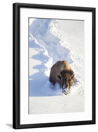 Wyoming, Yellowstone National Park, Hayden Valley, Bison Breaking Trail ...