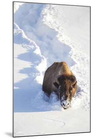 Wyoming, Yellowstone National Park, Hayden Valley, Bison Breaking Trail ...