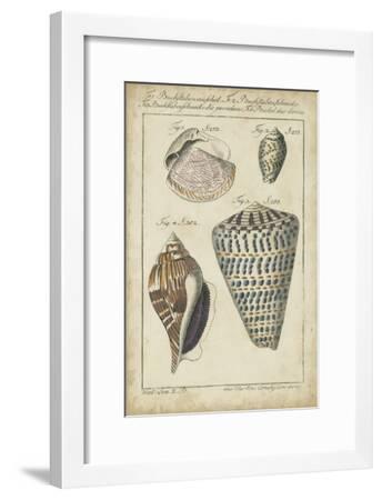 Vintage Shell Study II Art Print by Martini | Art.com