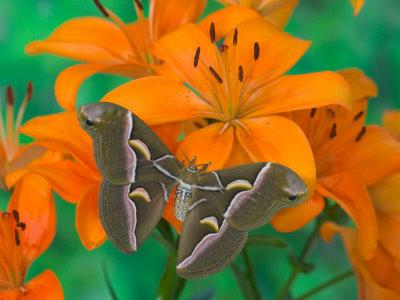 'Orange Asiatic Lily and Silk Moth Samia Cynthia, Sammamish, Washington ...